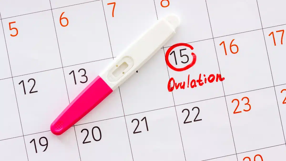 Ovulation vs Period: Understanding the Monthly Reproductive Cycle